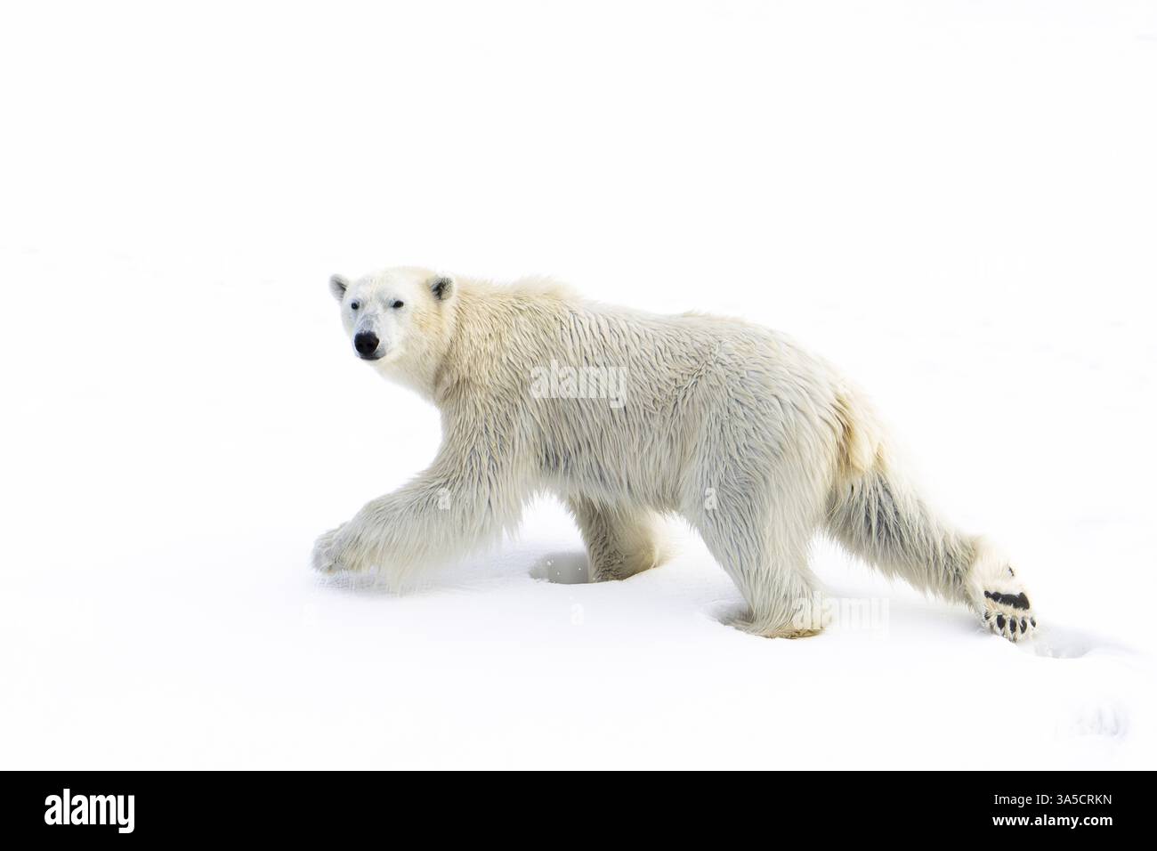 female ice bear Stock Photo - Alamy