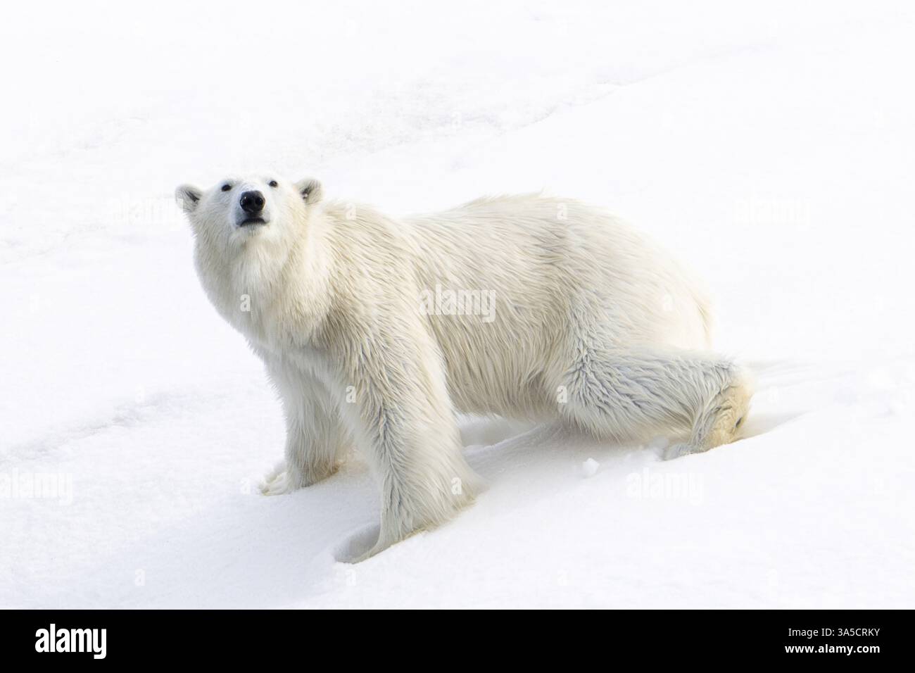 female ice bear Stock Photo - Alamy
