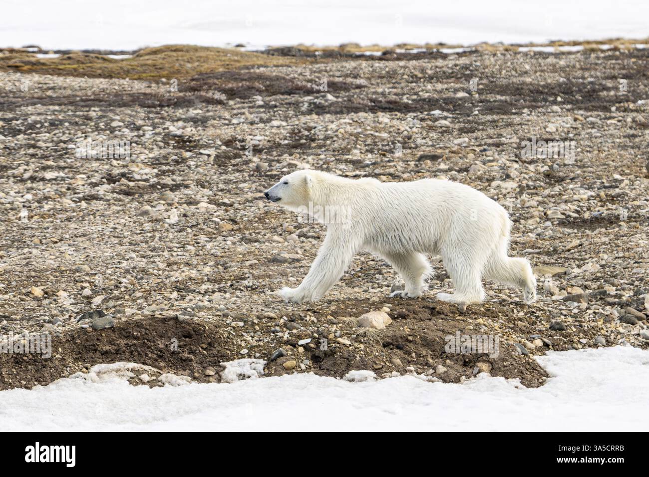 female ice bear Stock Photo - Alamy