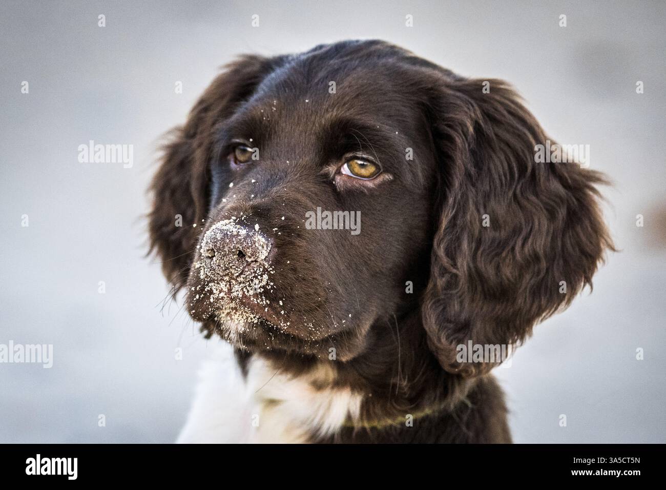 Munsterlander puppies hi-res stock photography and images - Alamy