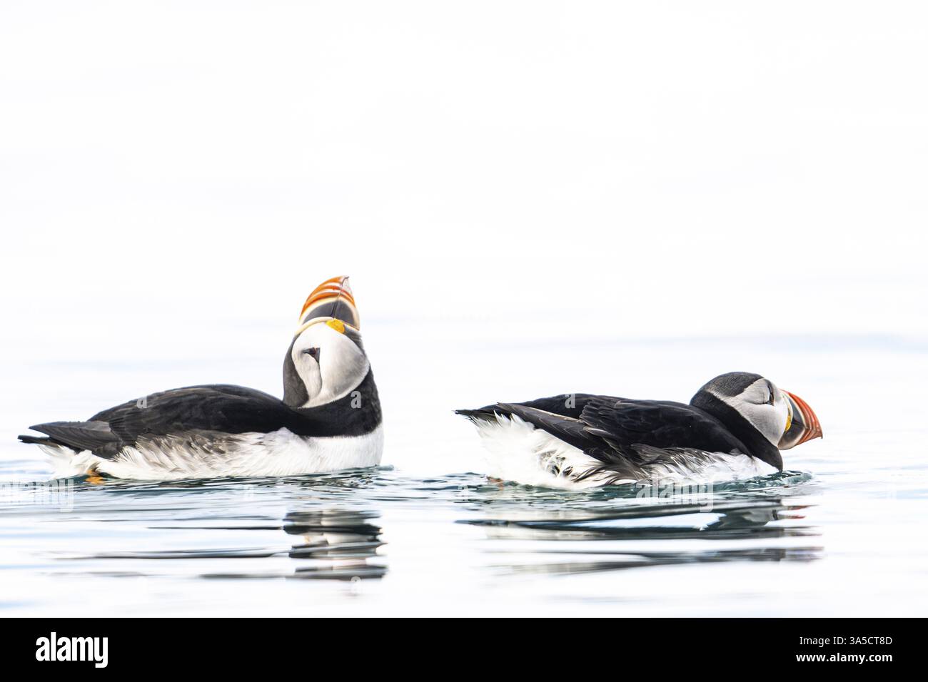 Puffin swimming Cut Out Stock Images & Pictures - Alamy