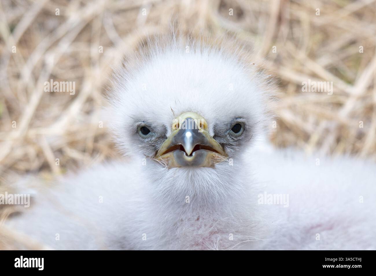 white-tailed sea eagle baby Stock Photo - Alamy