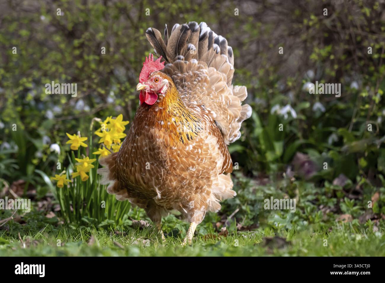 Swedish Flower Hen Stock Photo - Alamy
