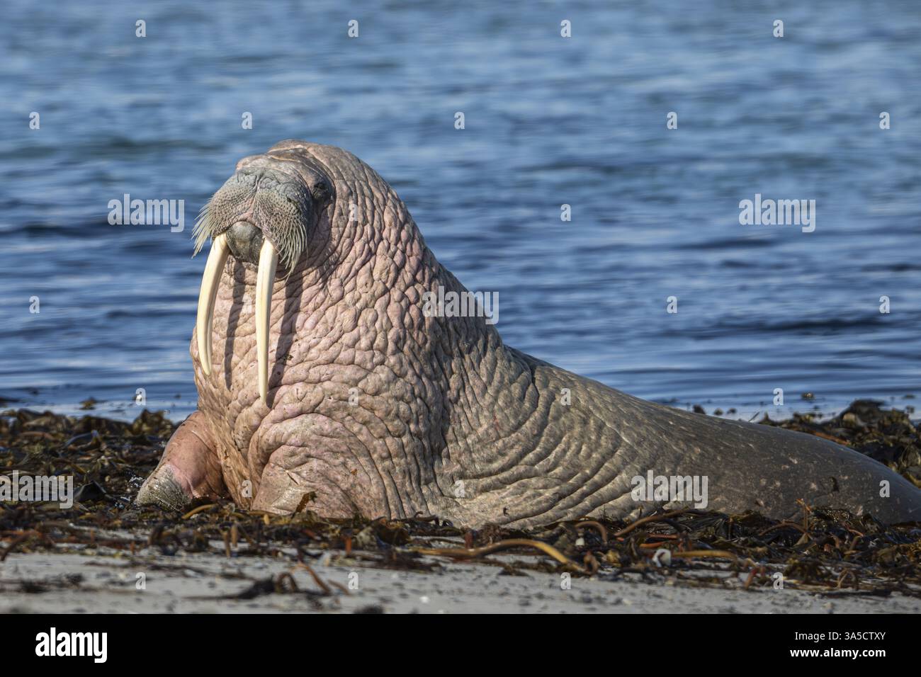 Bull walrus odobenus rosmarus hi-res stock photography and images - Alamy