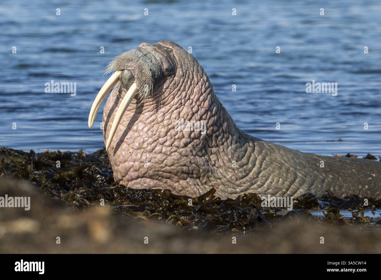 Bull walrus swimming hi-res stock photography and images - Alamy