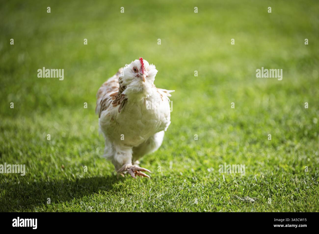 Dwarf salmon chicken Stock Photo - Alamy