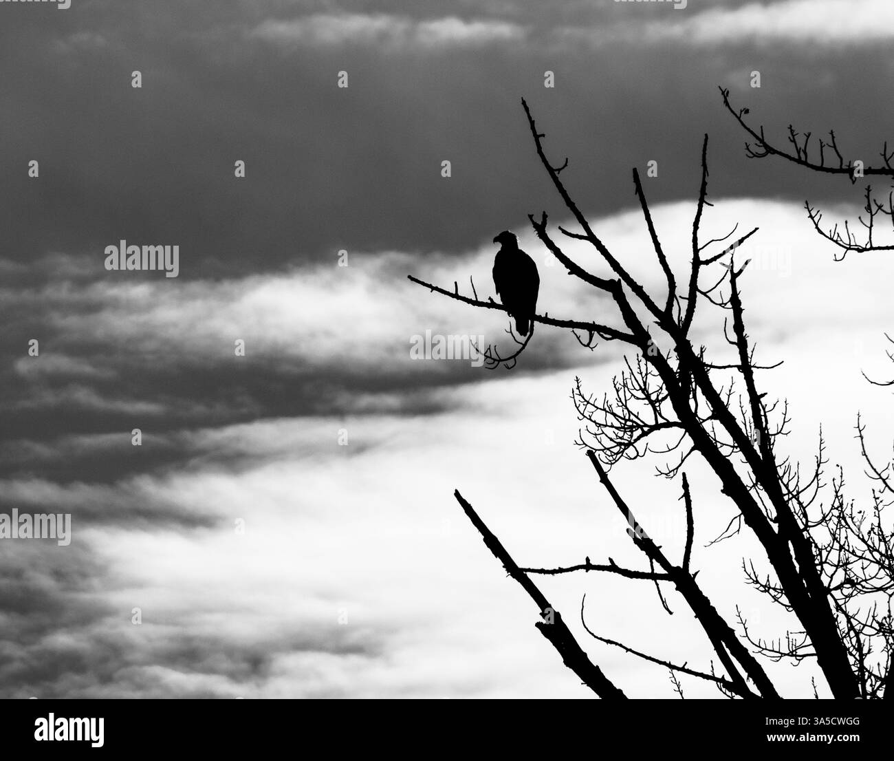 Bird prey eagle in Black and White Stock Photos & Images - Alamy