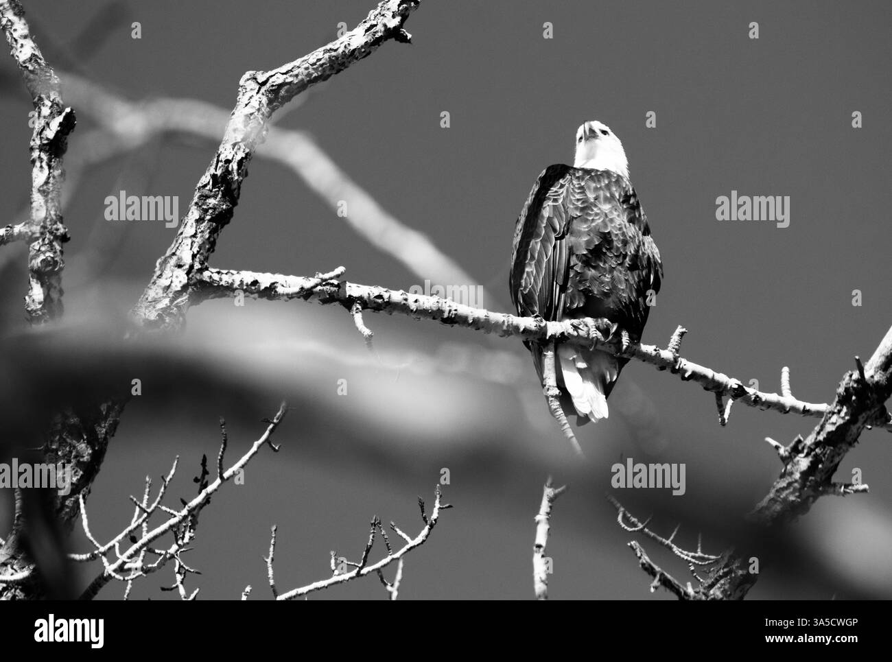 Bird prey eagle in Black and White Stock Photos & Images - Alamy