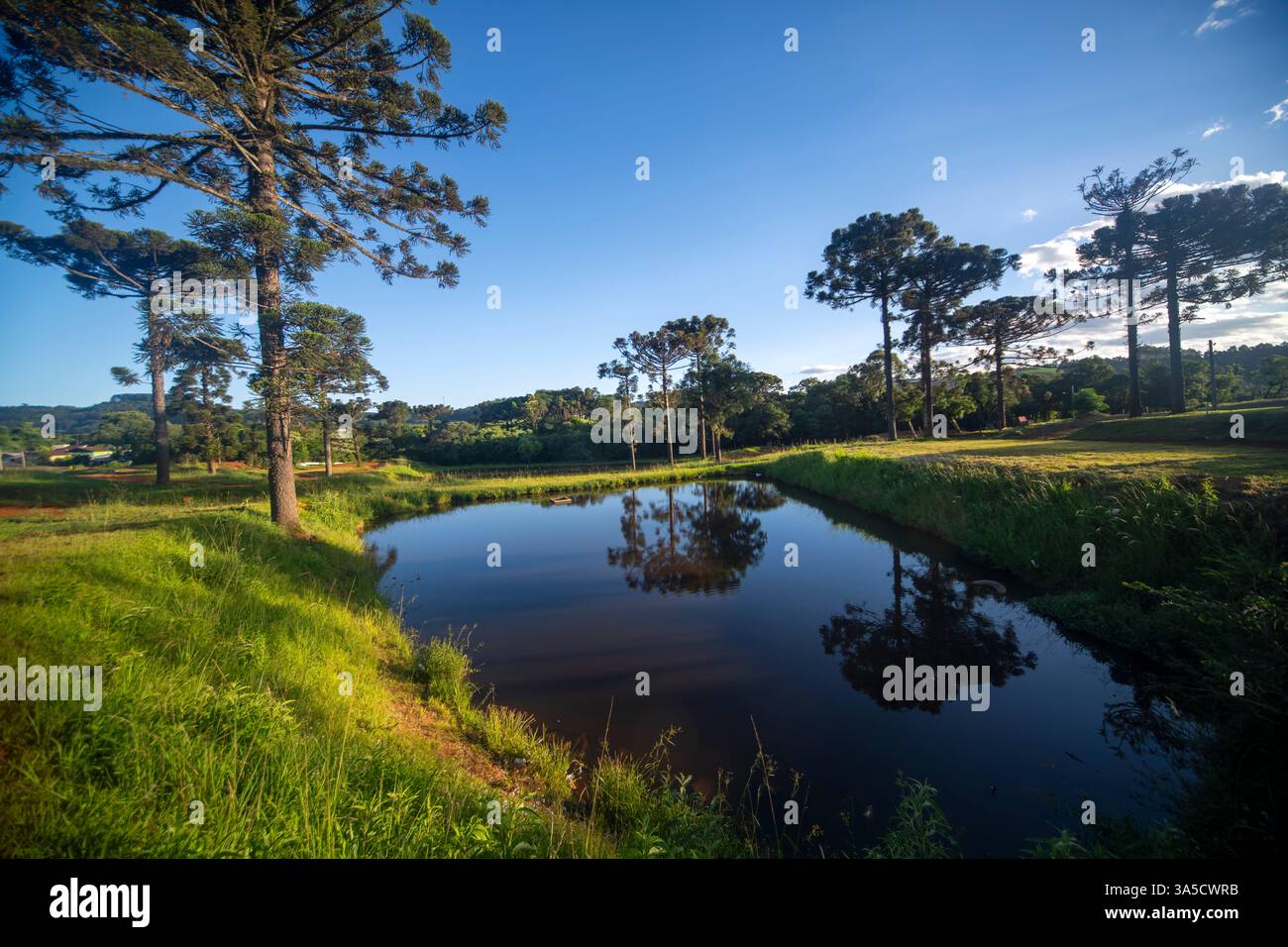 Araucaria trees on the Jaborá Municipal Park, Santa Catarina, Brazil ...