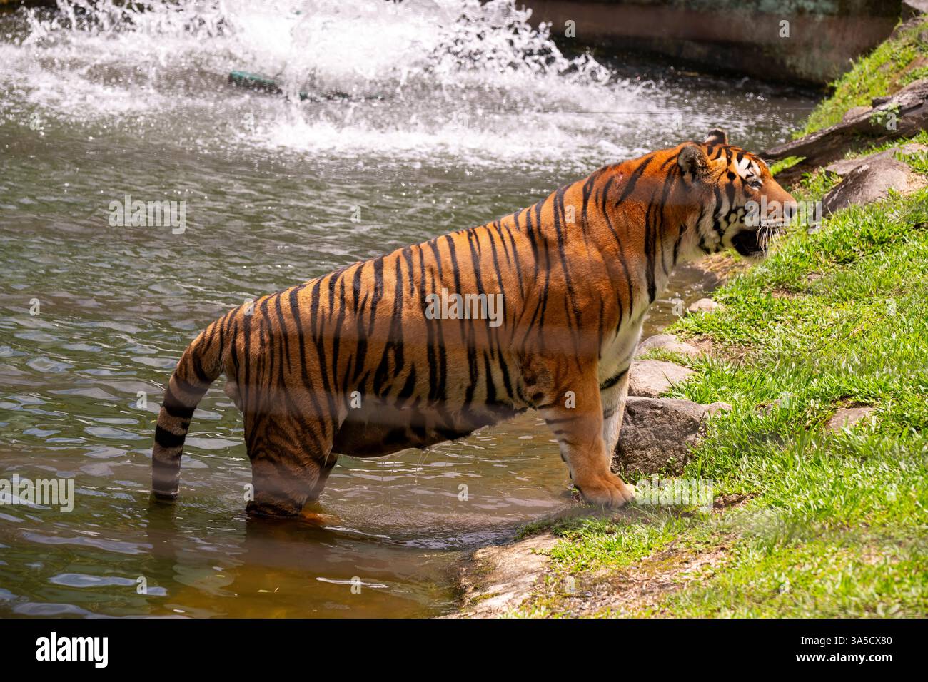 Indian tiger refreshing himself in the heat of a summer day at Pomerode ...