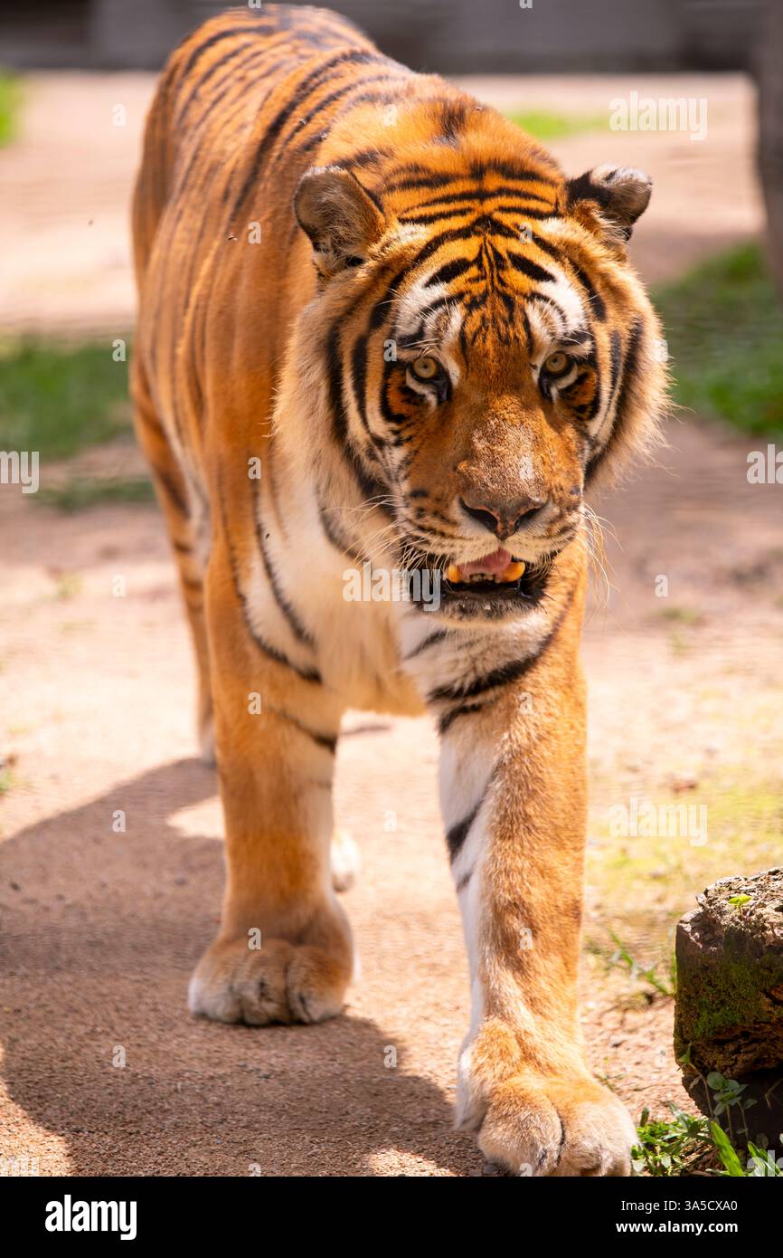 Indian tiger at Pomerode Zoo, Santa Catarina, Brazil Stock Photo - Alamy
