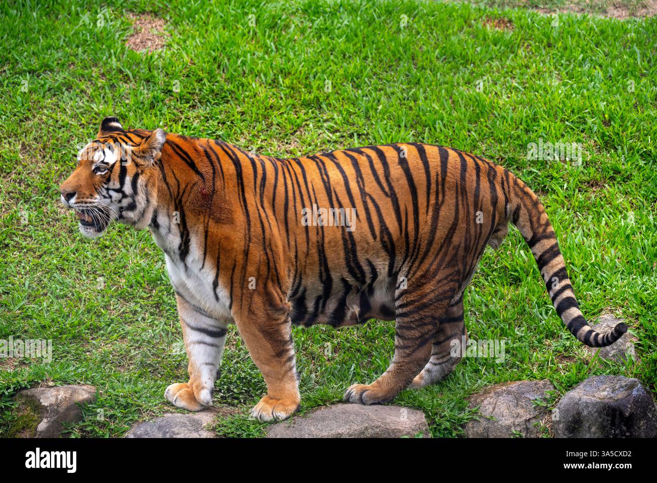 Indian tiger at Pomerode Zoo, Santa Catarina, Brazil Stock Photo - Alamy
