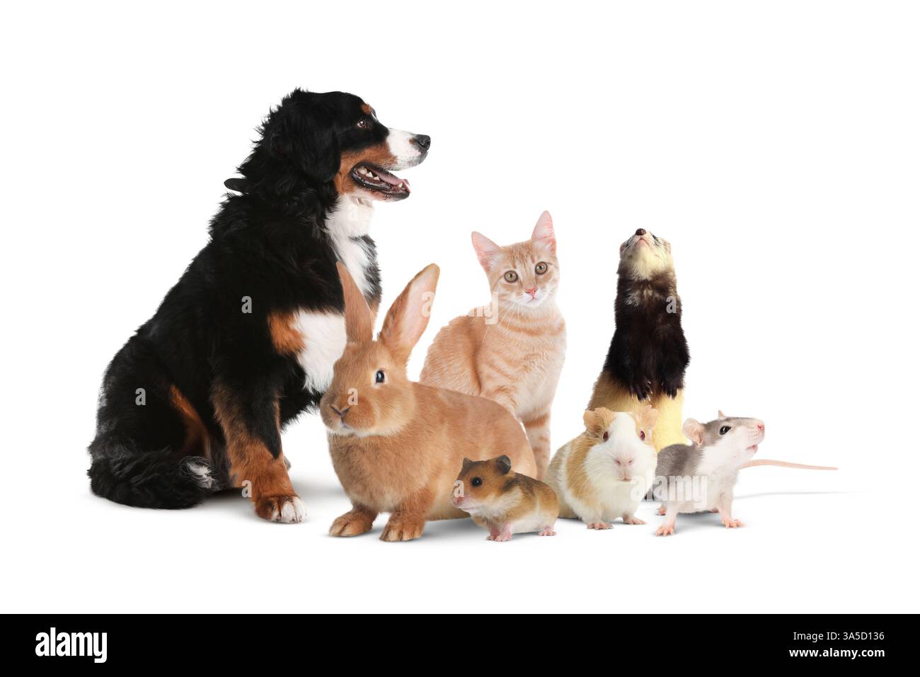Group of cute domestic pets on white background Stock Photo - Alamy