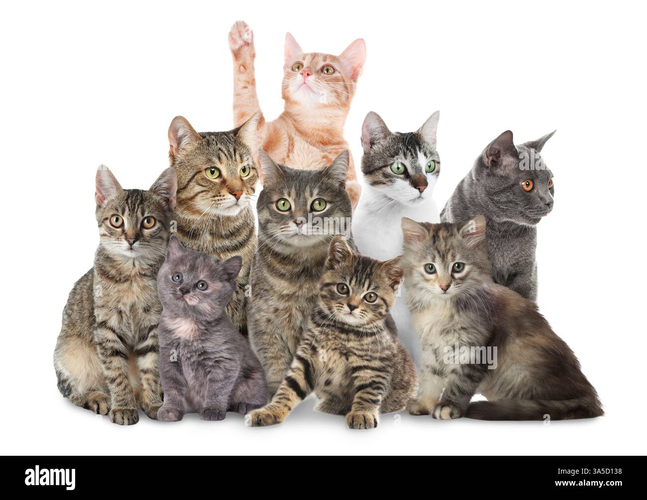 Set funny white cats Cut Out Stock Images & Pictures - Alamy