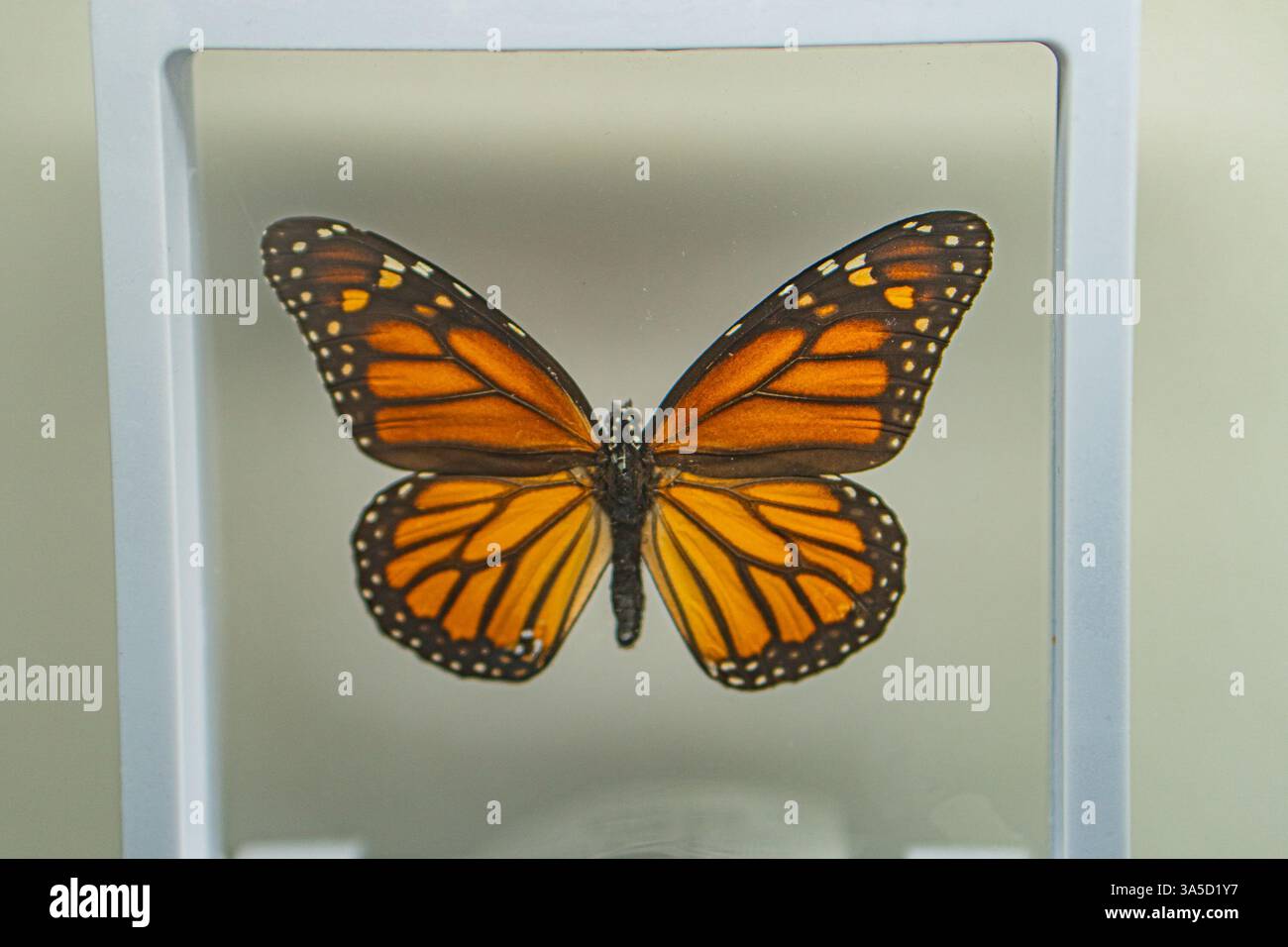A Monarch butterfly is displayed within a clear, acrylic case The ...