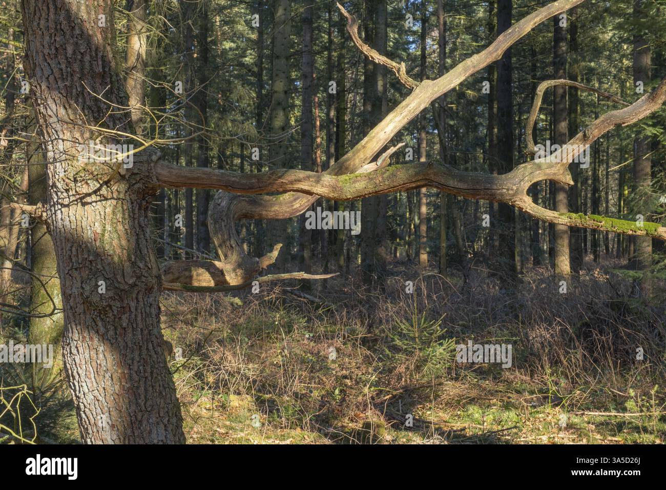 Deciduous tree curved branches hi-res stock photography and images - Alamy