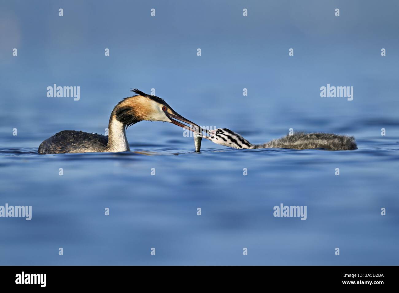 Great crested grebe (Podiceps scalloped ribbonfish) feeding its ...