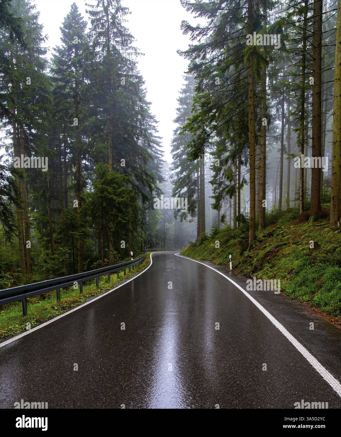 The smooth highway glistens with rain. Famous forest in the center of ...