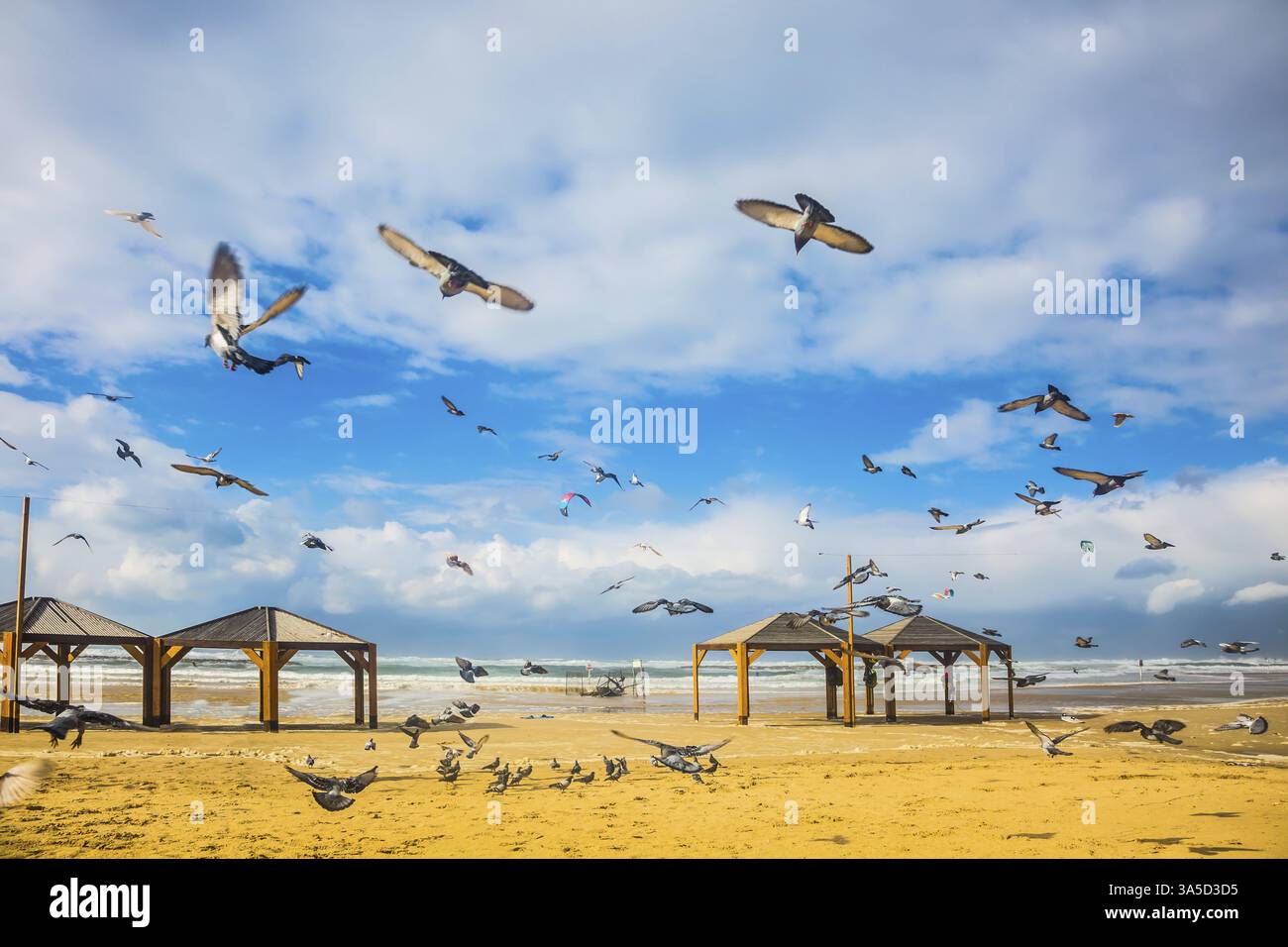 The windy January day in the Mediterranean. Flock of pigeons noisy ...