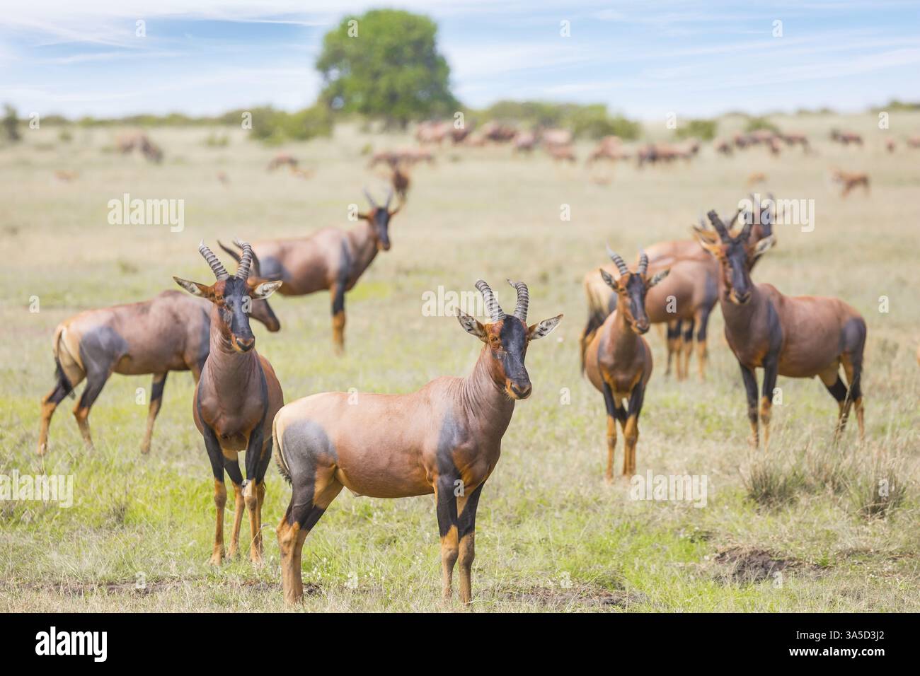 Safari in Masai Mara National Park. Magnificent trip to the African ...