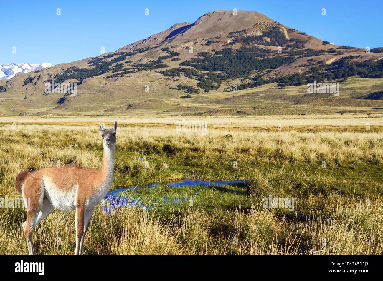 Guanaco is a cloven-hoofed mammal from the family of camelids, a genus ...