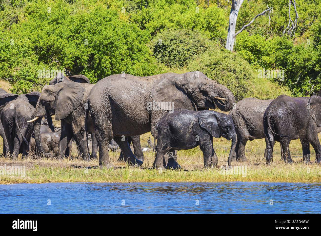 The concept of exotic and active tourism. Large herd of African elephants at the watering. River ...