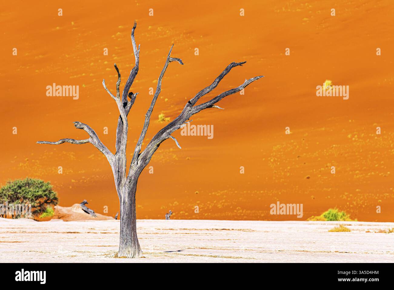 The Namib Naukluft Park. Africa. The skeletons of dead trees. Namibia ...