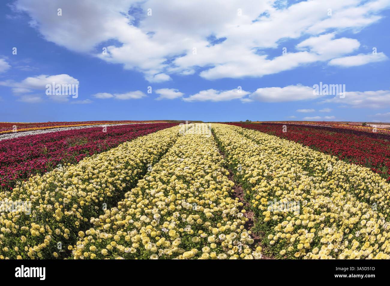 Beautiful spring day on a farm on cultivation of buttercups ...
