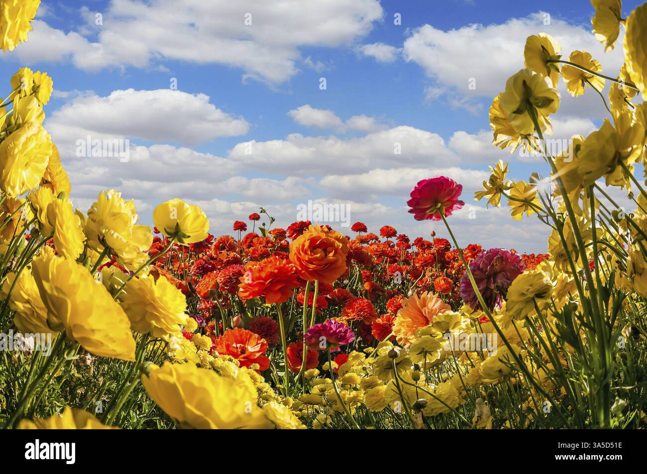 The southern warm sun illuminates the flower fields of red and yellow ...