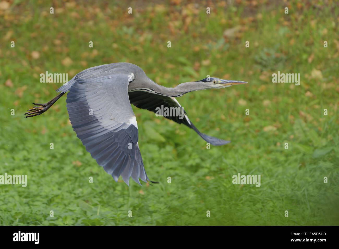 Flight over pond overlooking park hi-res stock photography and images ...