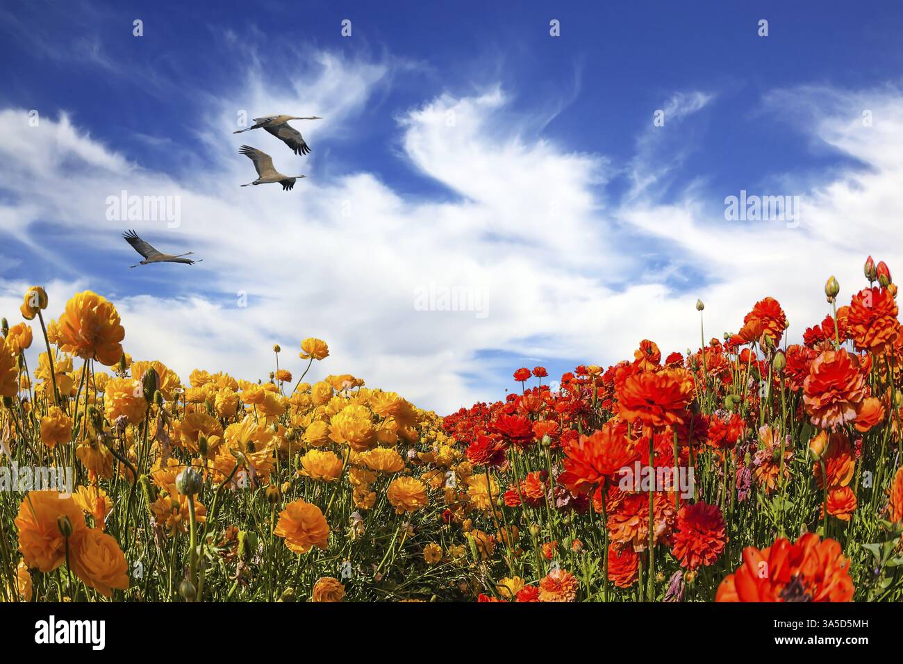 Three large birds flying high in the clouds. The concept of eco-tourism ...