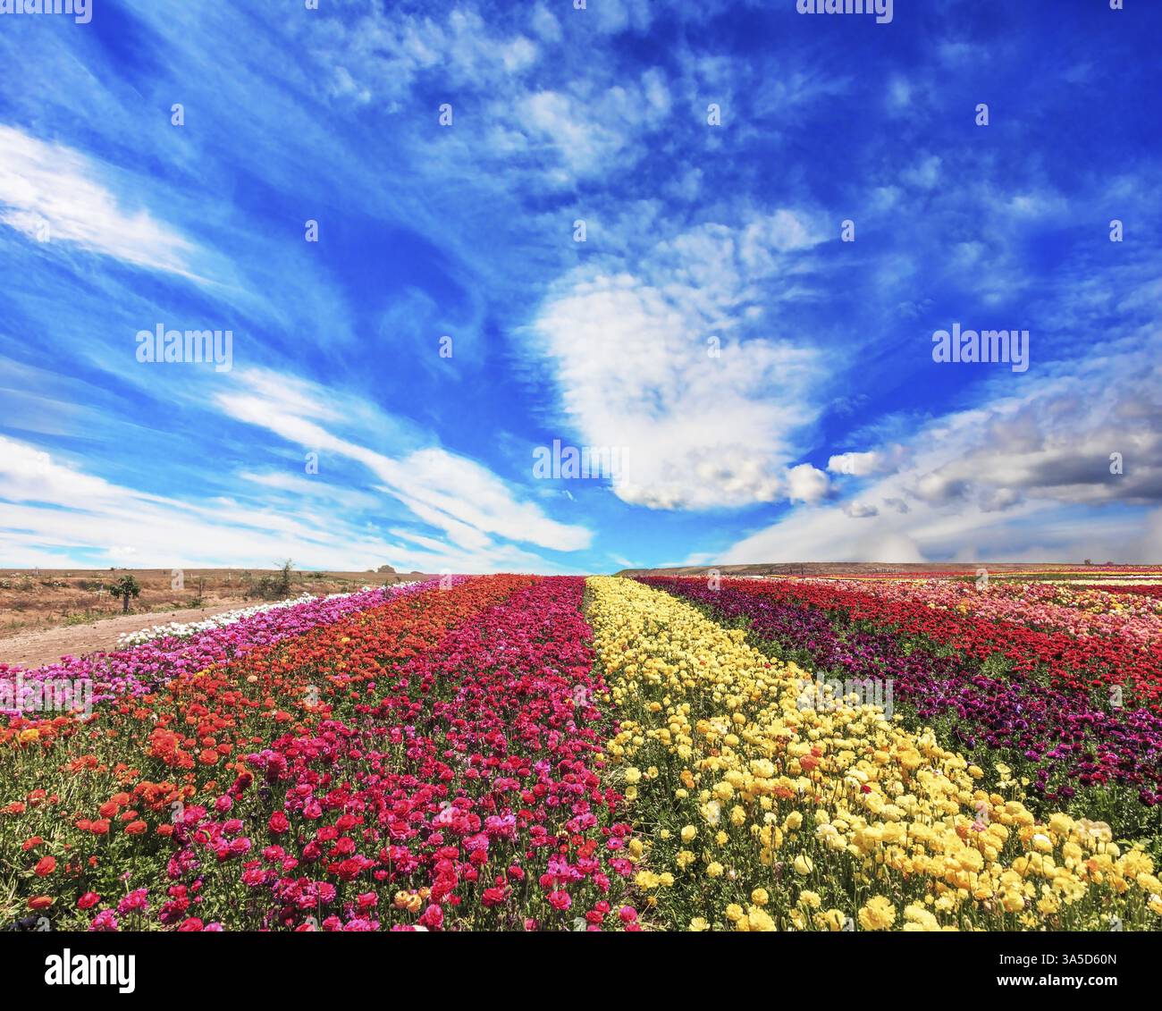 The field of buttercups /ranunculus/ on windy spring day. The flowers ...