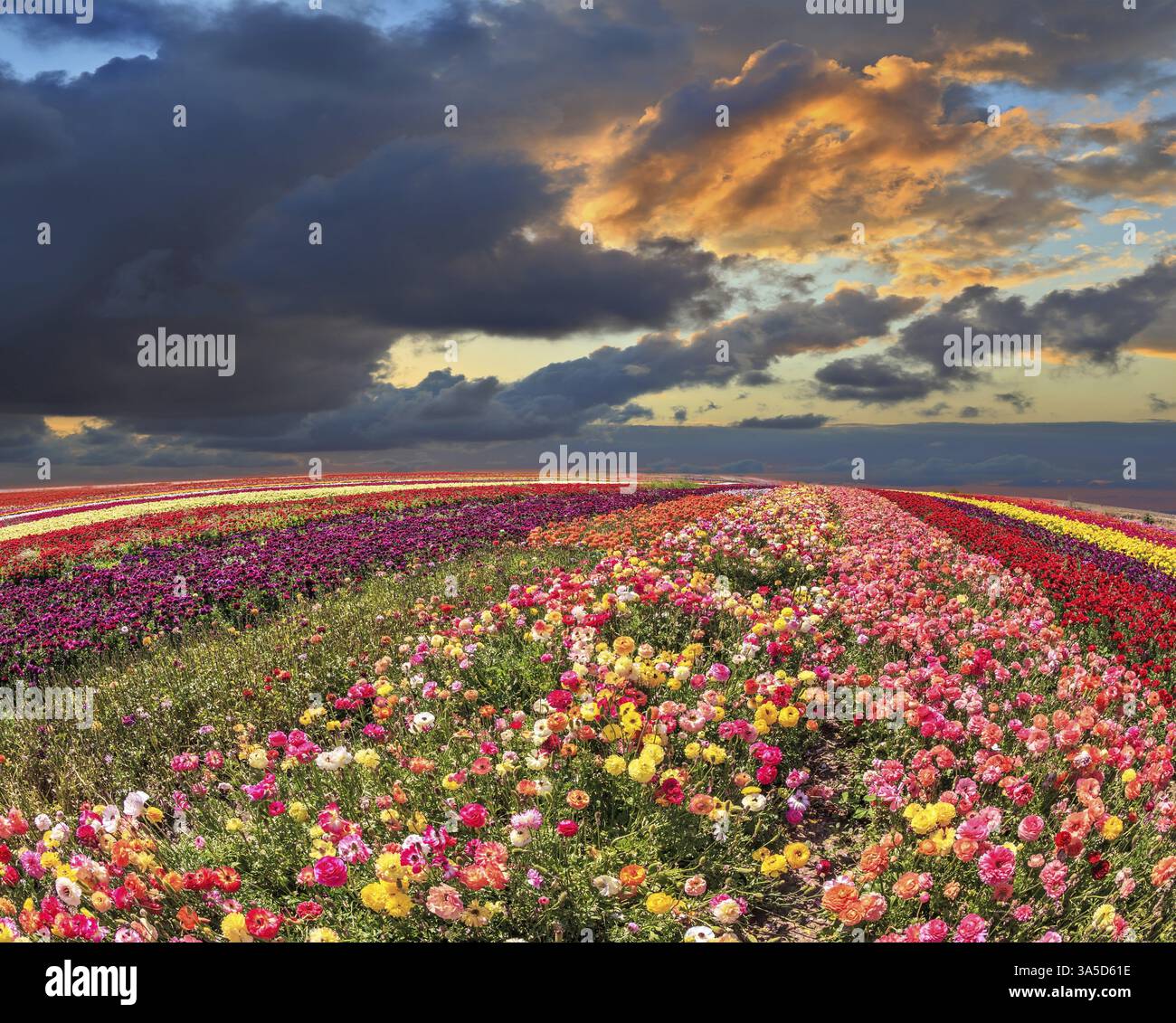 Spring thundercloud closes the sky. Buttercups blooming garden. Farmers ...