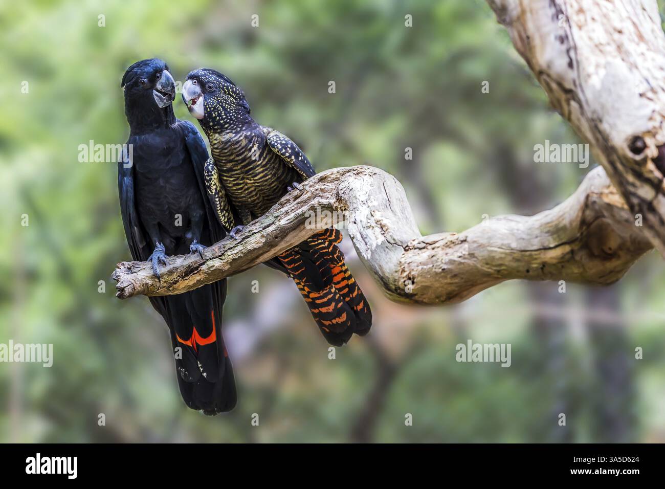 Gentle couple. Pair of parrots are sitting on a dry branch. Budgerigars ...