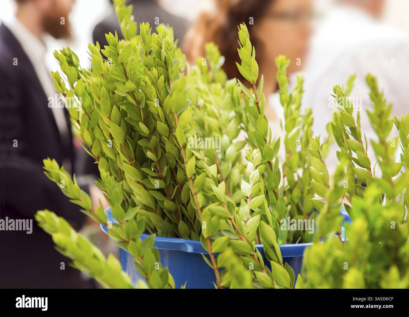 Ancient Jewish autumn holiday Sukkot. Sale of ritual plants on the ...