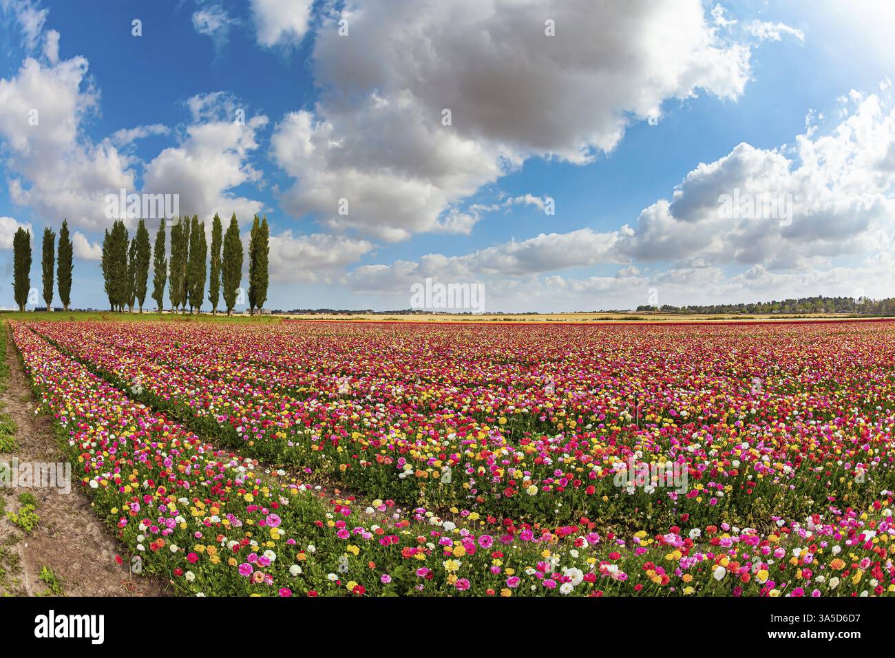 Multi-colored garden buttercups bloom in fields in southern Israel ...