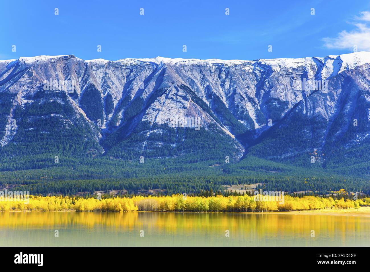 In the famous artificial Abraham lake reflects the golden foliage of ...
