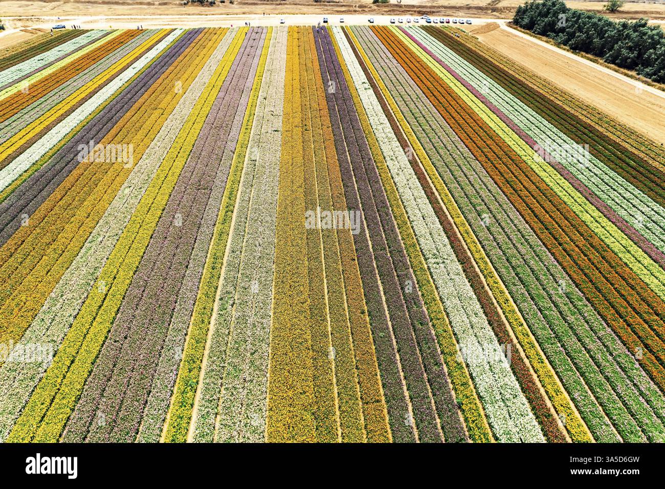 Israel. Aerial view. Garden buttercups - ranunculus. Hot sun and white ...