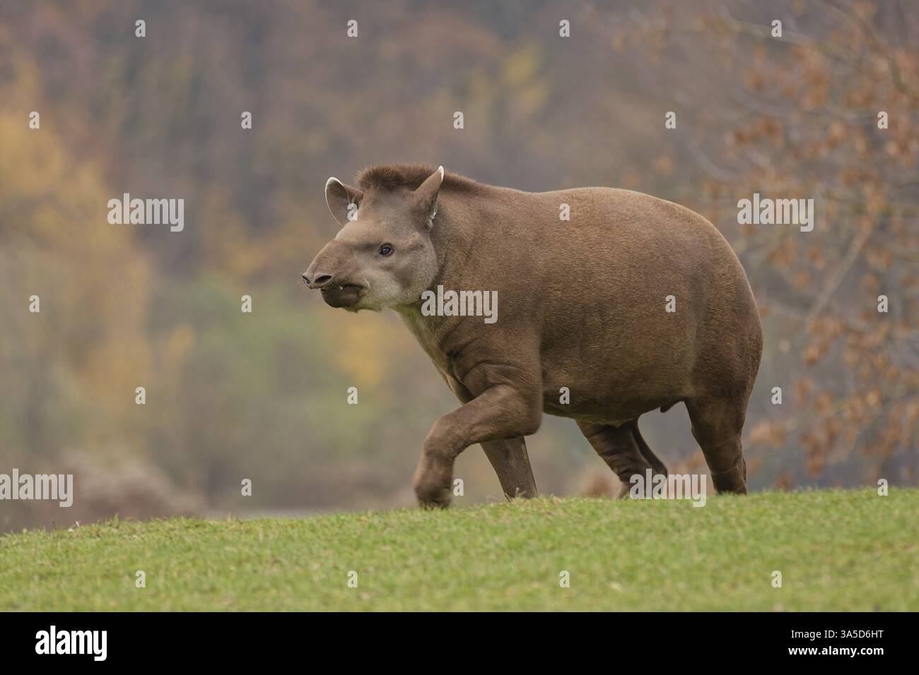 Tapir on green grass. tapir, wetlands, herbivore, endangered, hoofs ...
