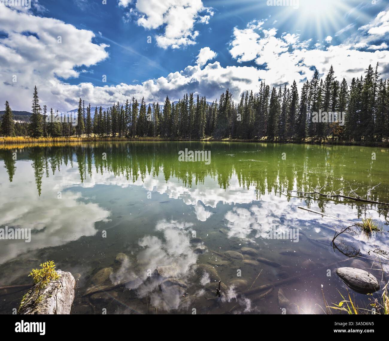 Small shallow lake surrounded by pine forest. The mirror surface of ...