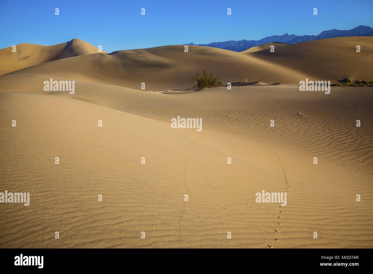 Hot autumn in Death Valley, California. Hot and windy morning in the desert. The soft curves of ...