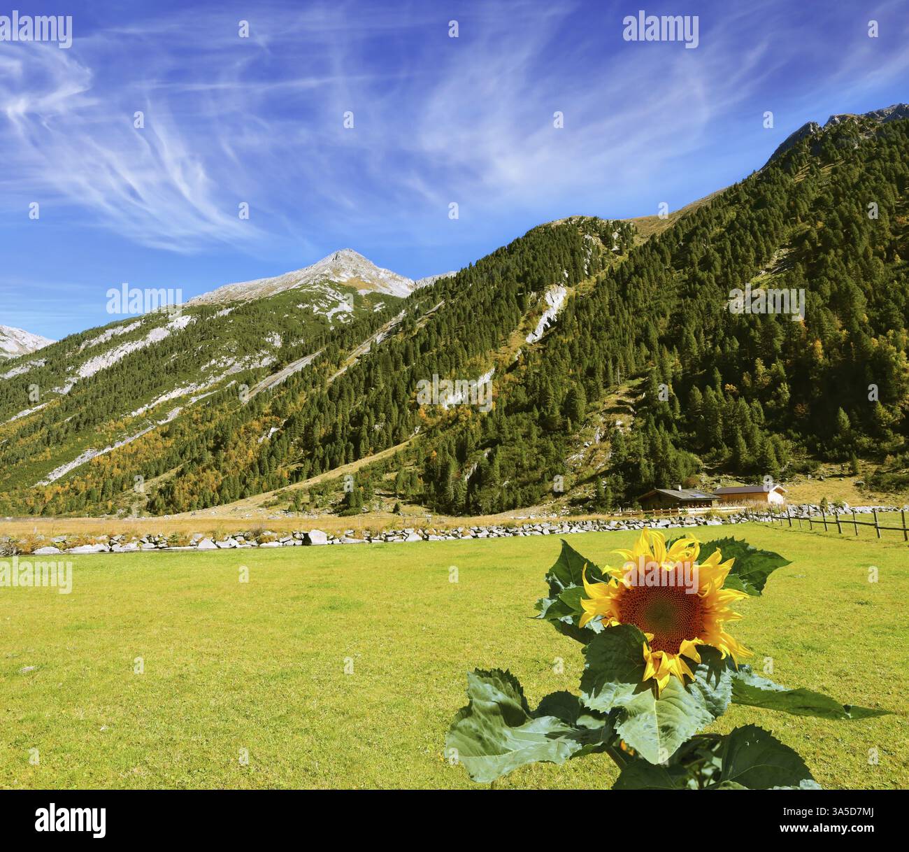 Headwaters Krimml waterfalls. The sunflower grows in a well-groomed ...