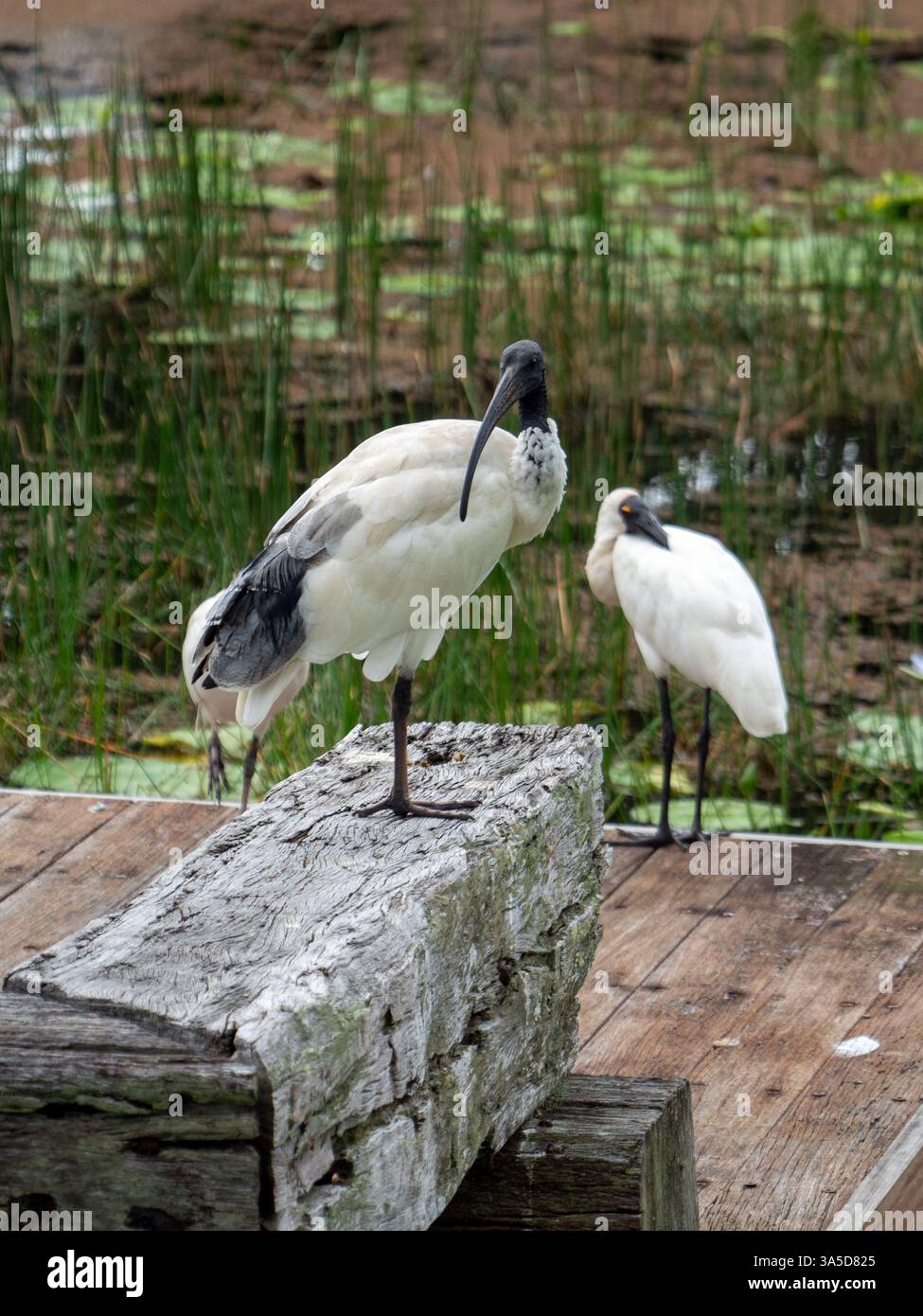 Birds, a Spoonbill and and Ibis standing in front of lake water Stock ...