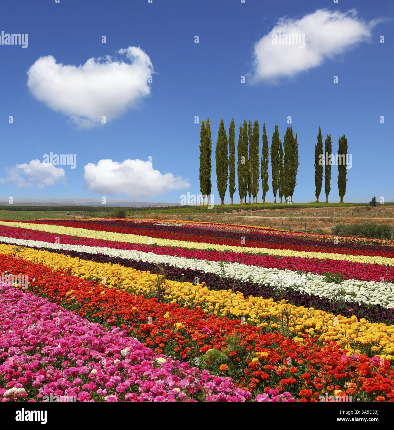 Field of multi-colored decorative buttercups Ranunculus Bloomingdale ...