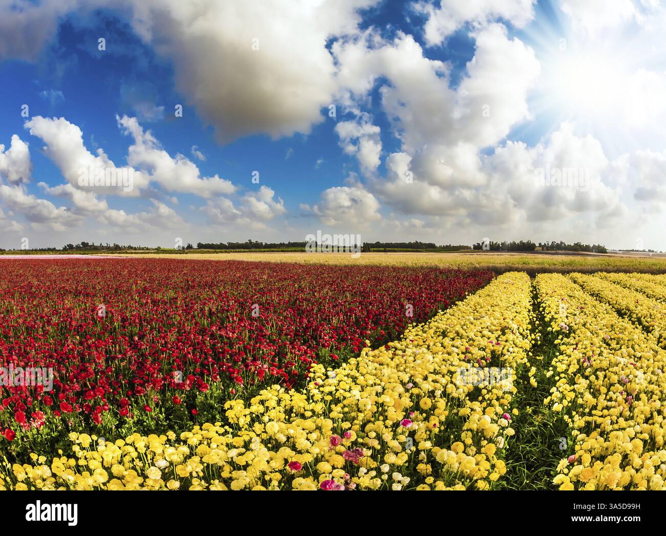 Field of flowers. A huge field of bright flowering garden buttercups ...