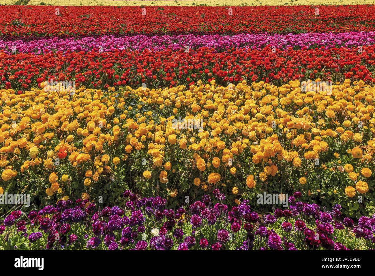 The blossoming garden buttercups. Farmer fields with the flowers which ...