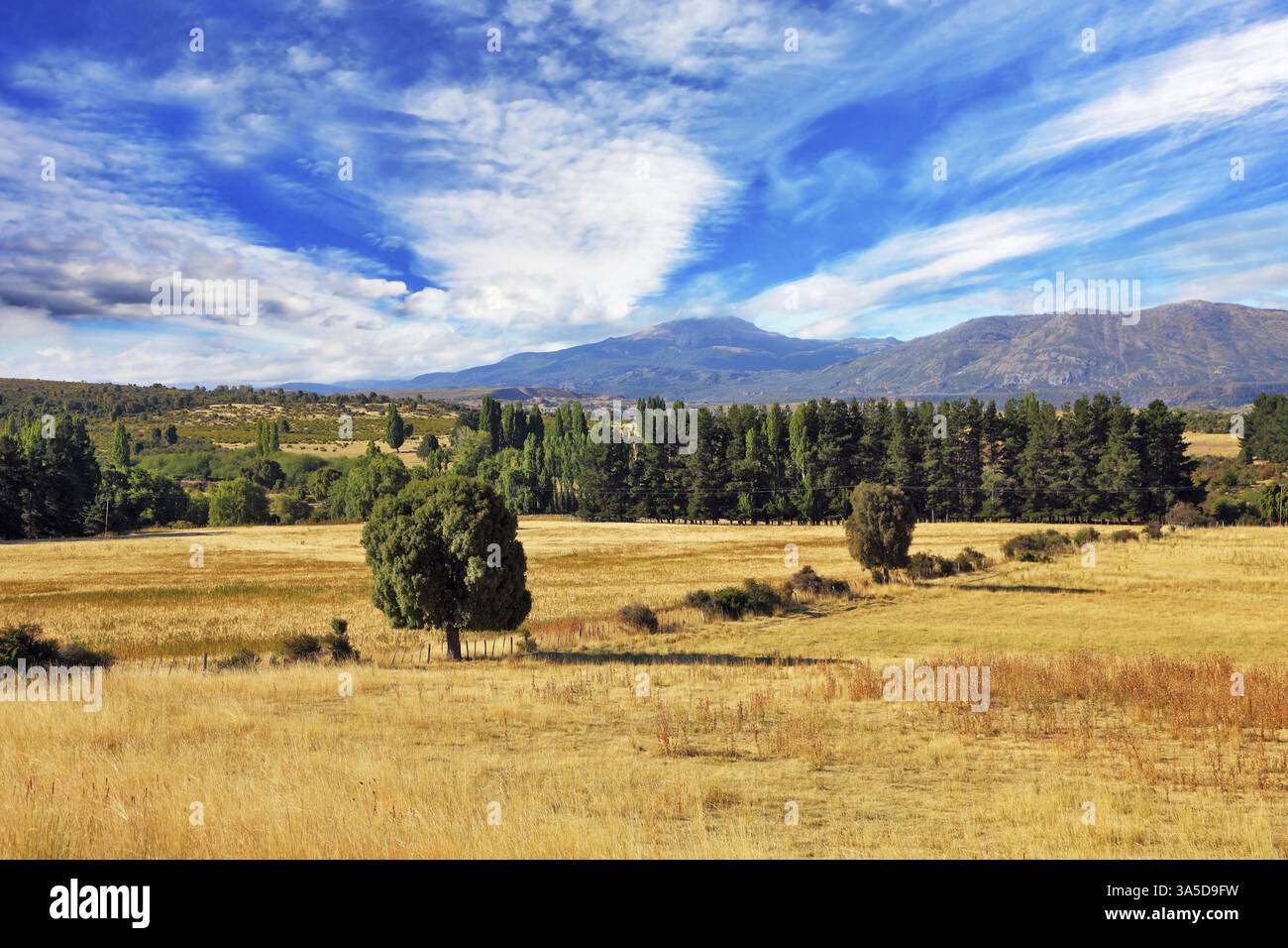 Fields after harvesting. On a roadside avenue of green trees. On the ...