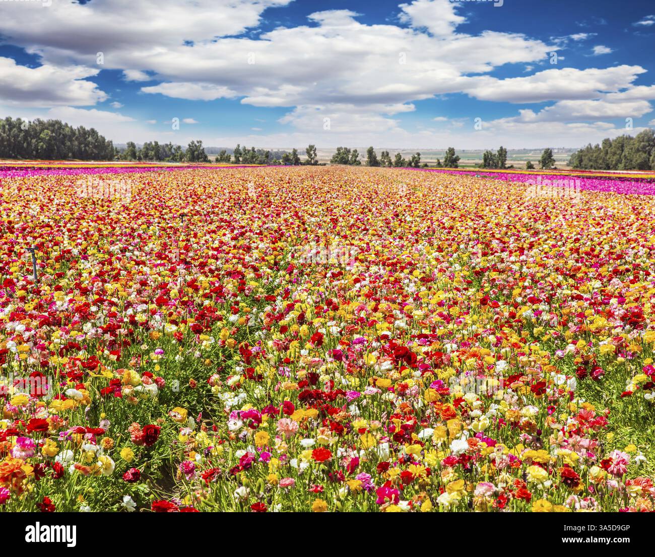 Walk in the world of flowers. Windy cloudy day. The multicolored garden ...