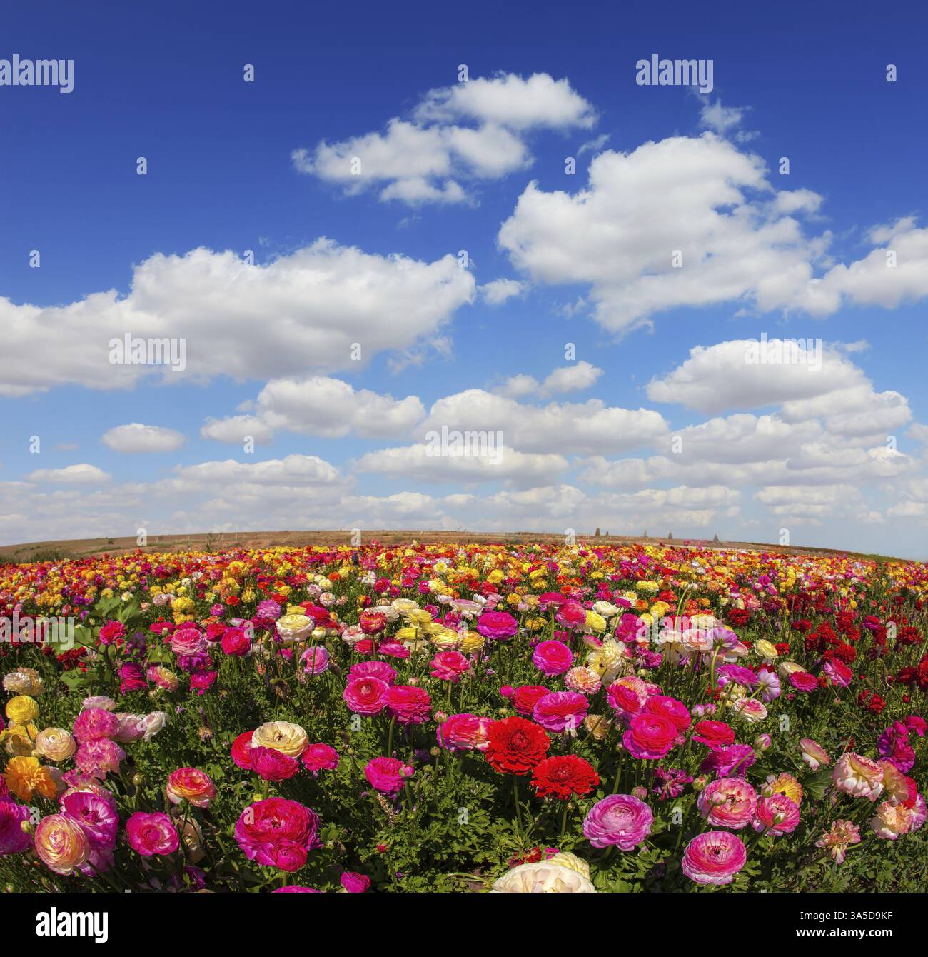 Spring flowering garden large buttercups - ranunculus. Flowers are ...