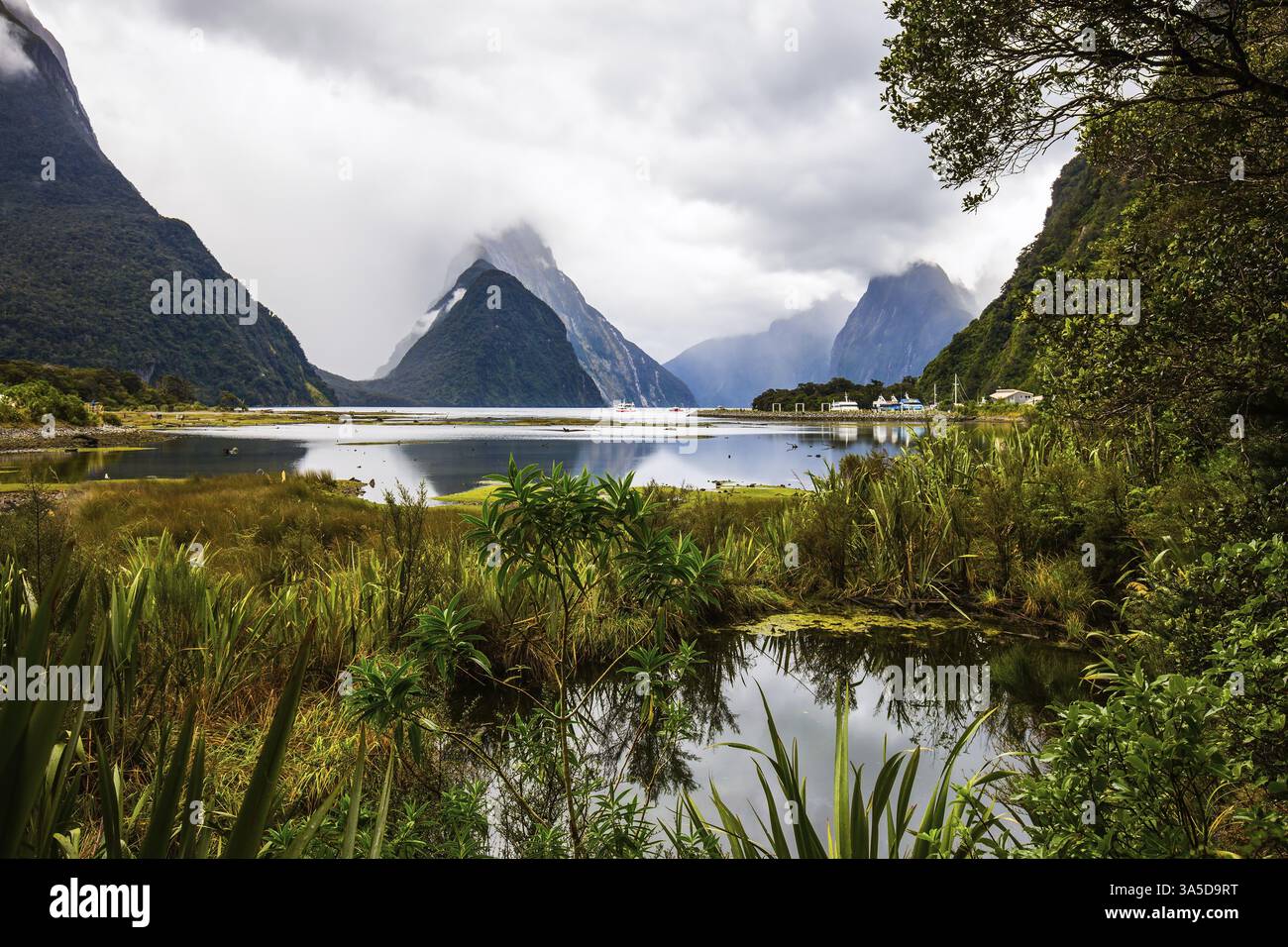 Swampy, overgrown marsh grass coast of the fjord Milford Sound ...